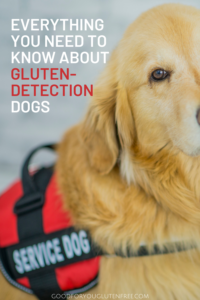 Should You Get a Gluten-Detection Dog? - Good For You Gluten Free